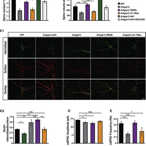 Arhgap12 Regulates Synaptic Structure And Function Via Distinct Domains Download Scientific