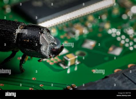 A Computer Bug Causing Trouble On A Circuit Board Stock Photo Alamy