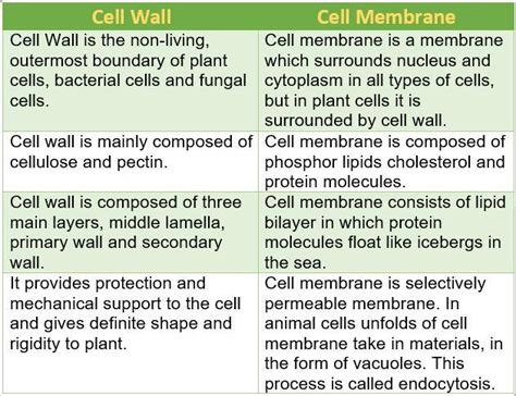 Cell Wall And Cell Membrane Difference