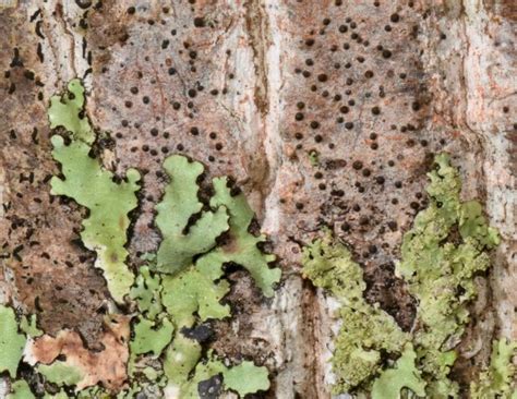 Anisomeridium Polypori