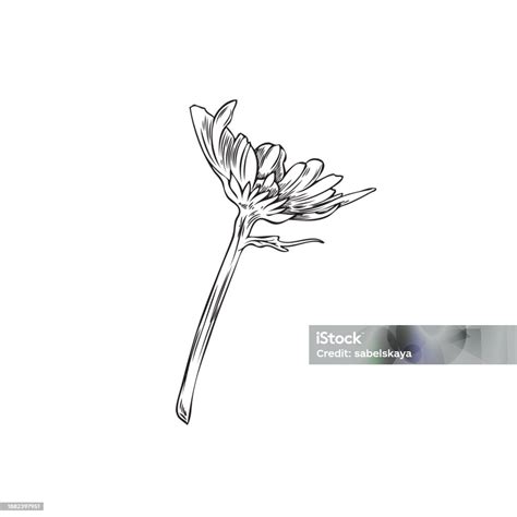 야생화 스케치 벡터 일러스트 레이 션 흰색 바에 고립되어 있습니다 개화기에 대한 스톡 벡터 아트 및 기타 이미지 개화기 건강관리와 의술 검은색 Istock