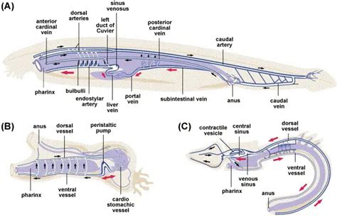 Respiratory And Reproductive System Of Branchiostoma Imaluop