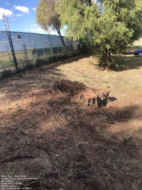 Tree Pruning WA Treeworks
