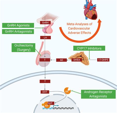 Cardiovascular Effects Of Androgen Deprivation Therapy In Prostate Cancer Contemporary Meta