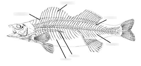 Diagram Of Perch Skeleton Quizlet