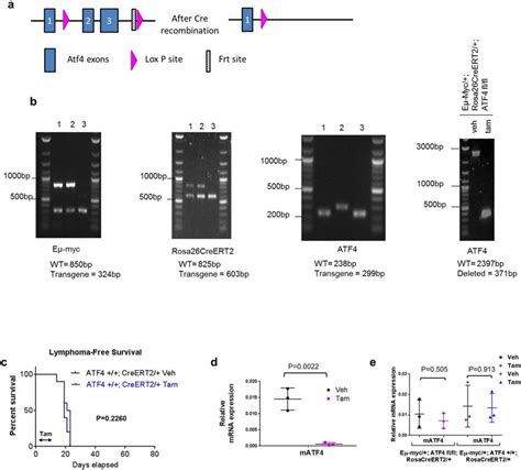Acute Deletion Of Atf4 Significantly Delays Myc Driven Download Scientific Diagram