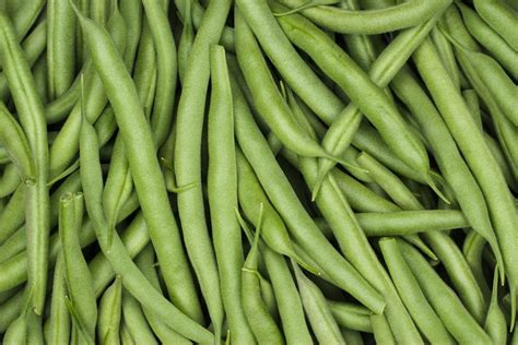 Conociendo El Ejote Una Aventura Nutritiva En Tu Huerto Y En Tu Plato