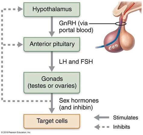 Reproductive Processes Flashcards Quizlet