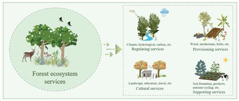 Tropical Forest Ecosystem Diagram