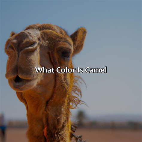 What Color Is Camel