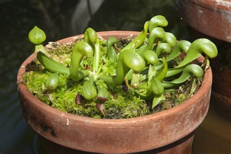 Cobra Lily Care Guide Growing A Healthy Darlingtonia Californica