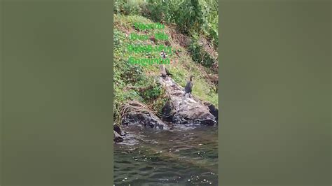 Nile In Uganda მდინარე ნილოსი უგანდა Nile Uganda Africa Travelafrica Triptoafrica Jinja