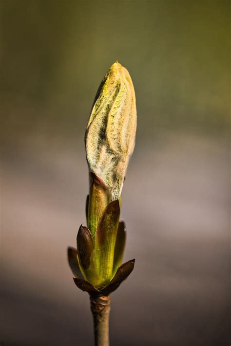 Chestnut Bud Tree Free Photo On Pixabay Pixabay