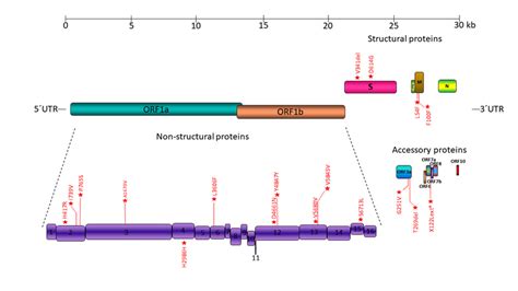 location of mutations detected on sars cov 2 genomes download