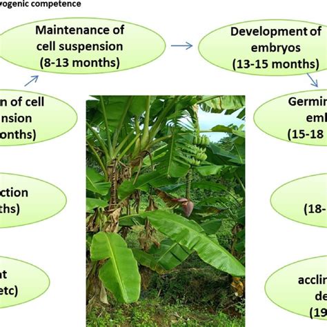 The Main Phases And Time Required For Each Phase In The Somatic Download Scientific Diagram