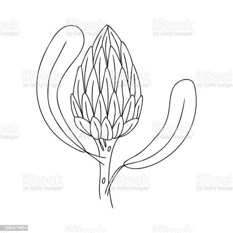 흰색 고립 된 배경에 손으로 그린 꽃 프로테아 낙서 간단한 개요 그림 그것은 직물 종이 및 기타 표면의 장식에 사용할 수 있습니다 0명에 대한 스톡 벡터 아트 및 기타