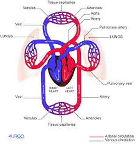 10 Facts About Circulatory System Fact File