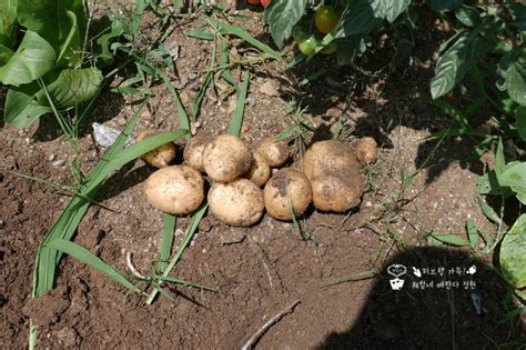 봄 감자 심는방법 심는시기수확시기 심기 키우기 네이버 블로그