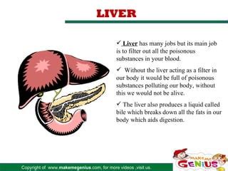 Major Organs In Human Body Ppt
