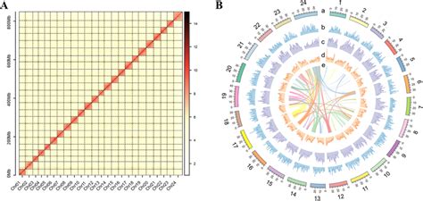 Hi C Chromatin Interaction Map And Circos Plot Of The Genome Assembly