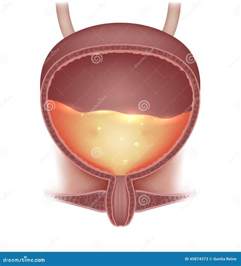 Urinary Bladder With Urine Stock Vector Illustration Of Human 45874373