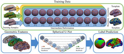 Cortical Surface Parcellation Using Spherical Convolutional Neural Networks Medical Image