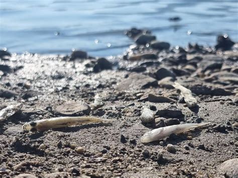 Ето каква е причината за измирането на риба в язовир „Студен кладенец“ Информационна агенция ПИК