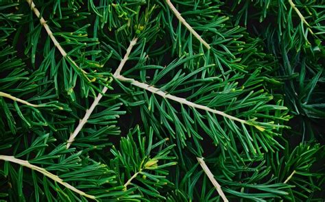 Cedar Tree Leaves Pattern Premium Ai Generated Image