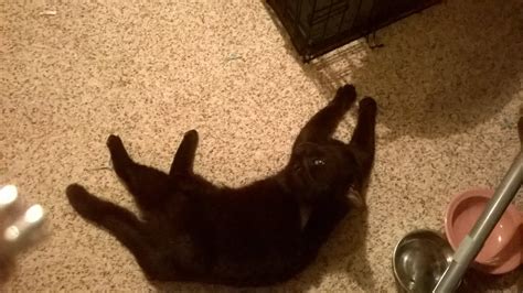 Sasuke Psycho Kitten By Duosmexymaxwell On Deviantart