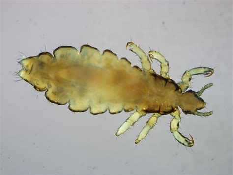 Order Psocodea Ent 425 General Entomology