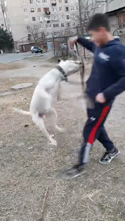 პიტბული Youtube