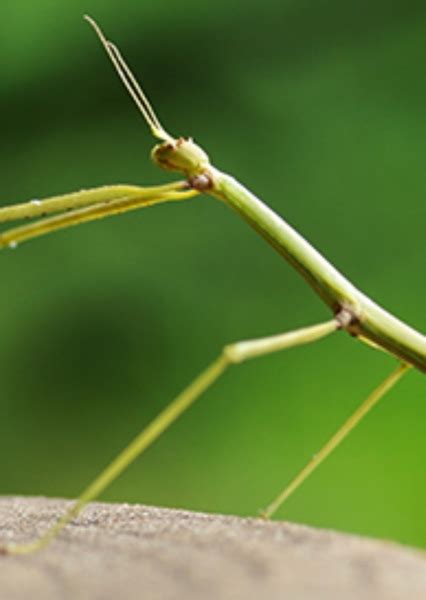 Stick Bug Fan Casting