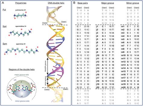 The Simulated Fragment Of Dna With Polyamines A Schematic Structure Download Scientific