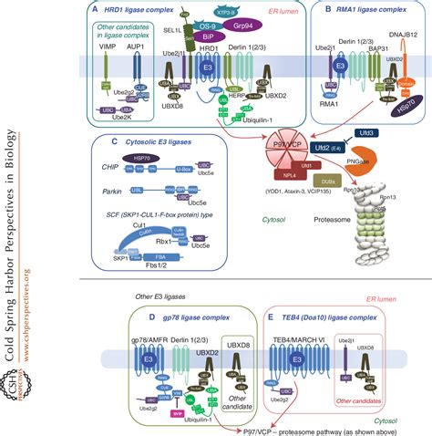 Figure 2 From Protein Folding And Quality Control In The Er Semantic