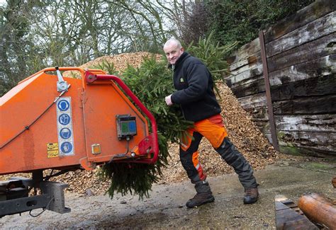 Suffolk Tree Services To Bring Back Charity Christmas Tree Chipping Event To Long Melford In