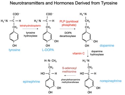 Last Ellis Lecture E1 Flashcards Quizlet