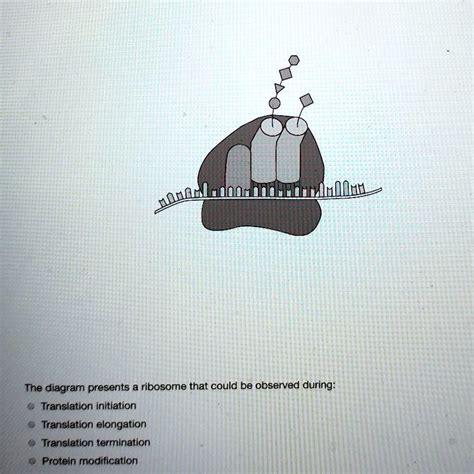 Solved The Diagram Presents A Ribosome That Could Be Observed During Translation Initiation