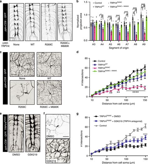 High Trpv4r269c Expression Disrupts C4da Neuron Axonal And Dendritic Download Scientific