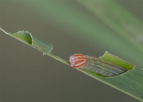 Swarthy Skipper Alabama Butterfly Atlas