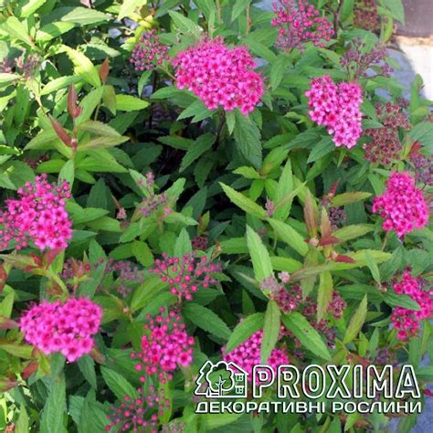Спірея японська Ентоні Ватерер, Spiraea japonica (bumalda) Anthony ...