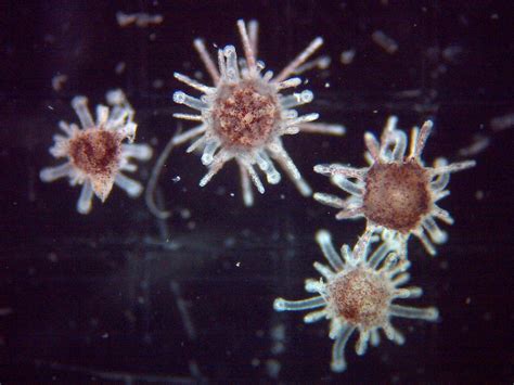 The Valiant Effort To Restore The Caribbeans Sea Urchins