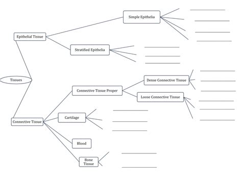 Bone Epithelium Diagram Biological Responses To The Transitional Area