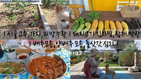 시골 배추모종 양배추모종 돌산갓 심기ㅣ고추 가지 오이 피망 수확하기ㅣ돼지고기 김치찜 잡채 먹방ㅣ시골브이로그 Youtube