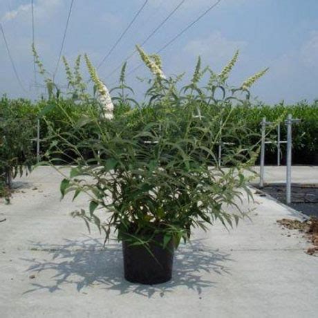 Буддлея давида Уайт Профьюжн (Buddleja davidii White Profusion),купить ...
