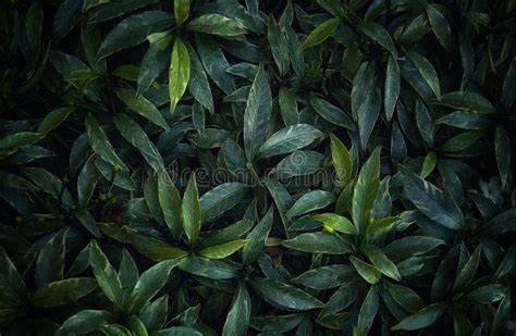 A Green Leaves Nature Background For Graphic Design Or Powerpoint And Various Presentation Stock