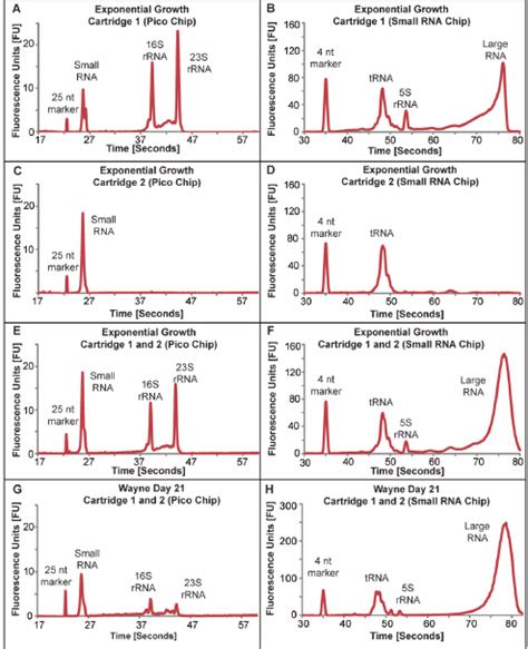 Representative Bioanalyzer Electropherograms For Bcg Rna Recovered From Download Scientific