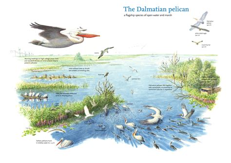Dalmatian Pelicans Benefit From Nesting Platforms Rewilding Europe