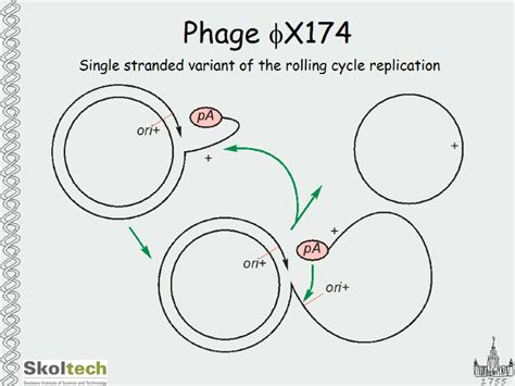 Msu And Skoltech Phage And Virus Replication Phage Msu And Skoltech Phage And Virus Replication Phage