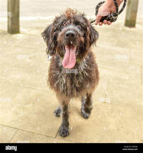 German Wire Haired Pointer Stock Photo Alamy