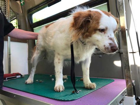 Muddy Paws Mobile Dog Grooming